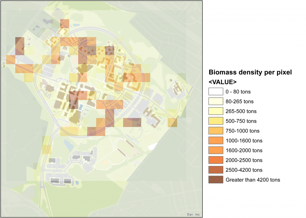Campus street tree biomass – Tree Inventory – UMBC